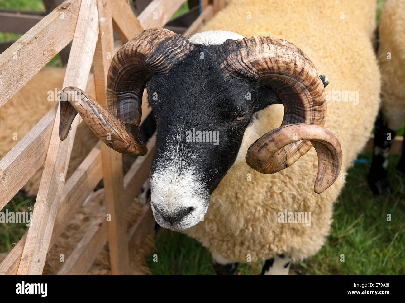 Close up of male ram sheep in a pen Ryedale Show Kirkbymoorside North ...