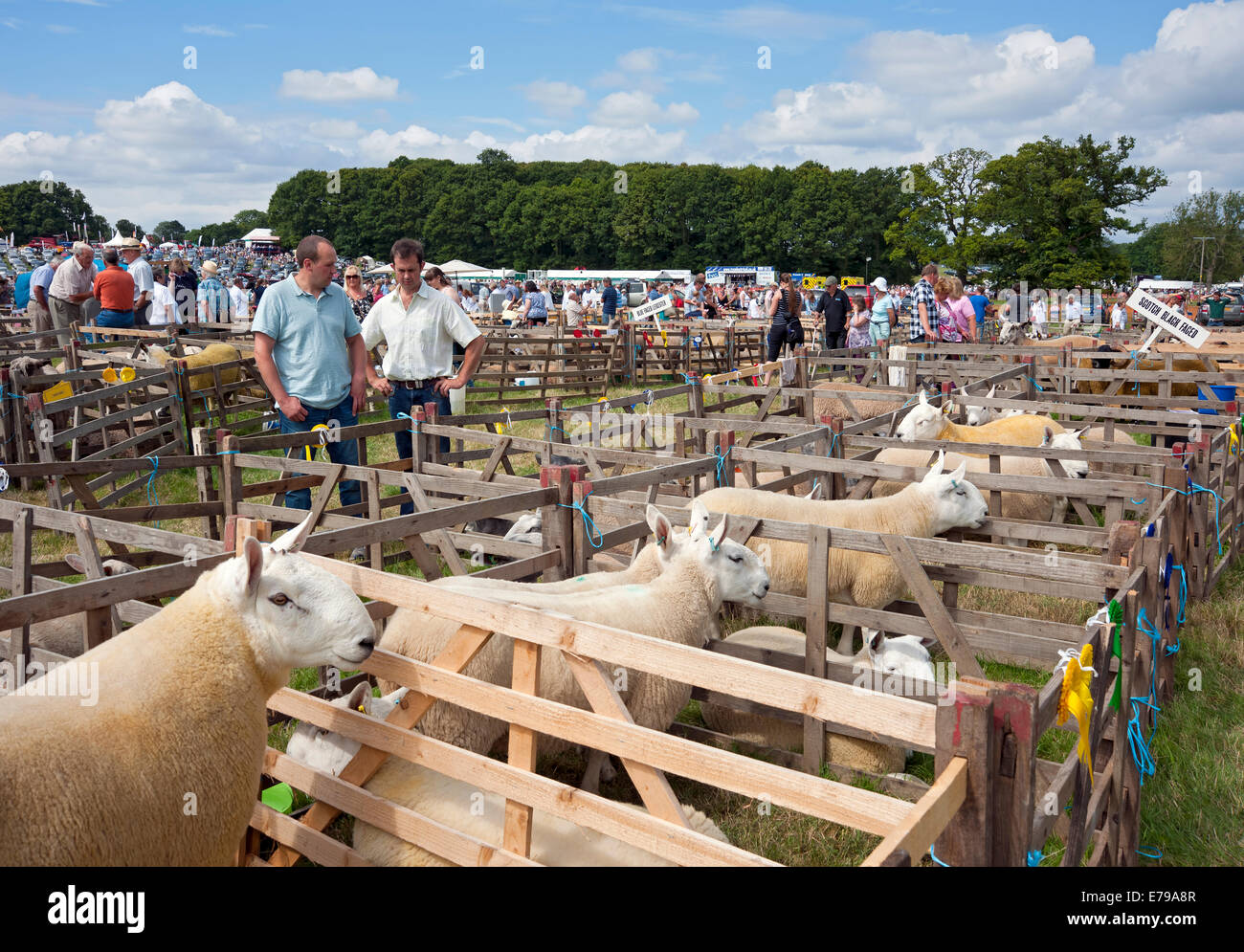 Sheep farm farming livestock in pens in summer at Ryedale Show ...