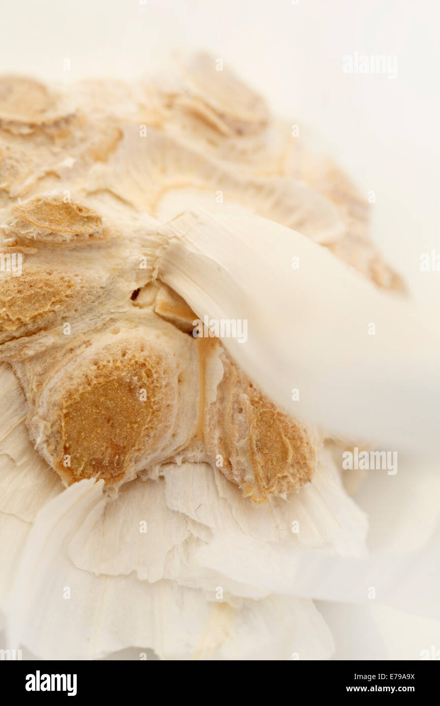 Garlic bulb, close up Stock Photo - Alamy
