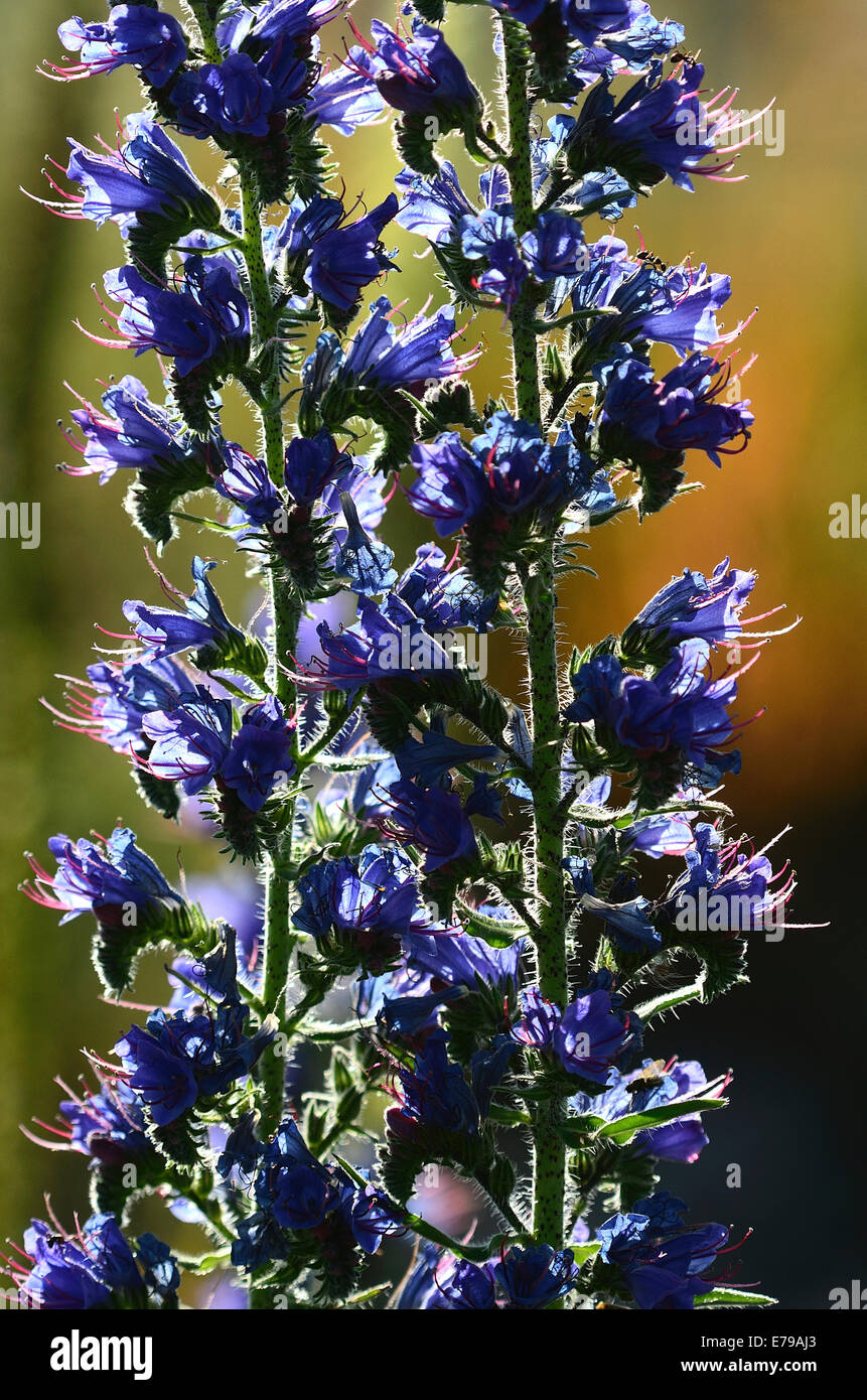 Bugloss hi-res stock photography and images - Alamy