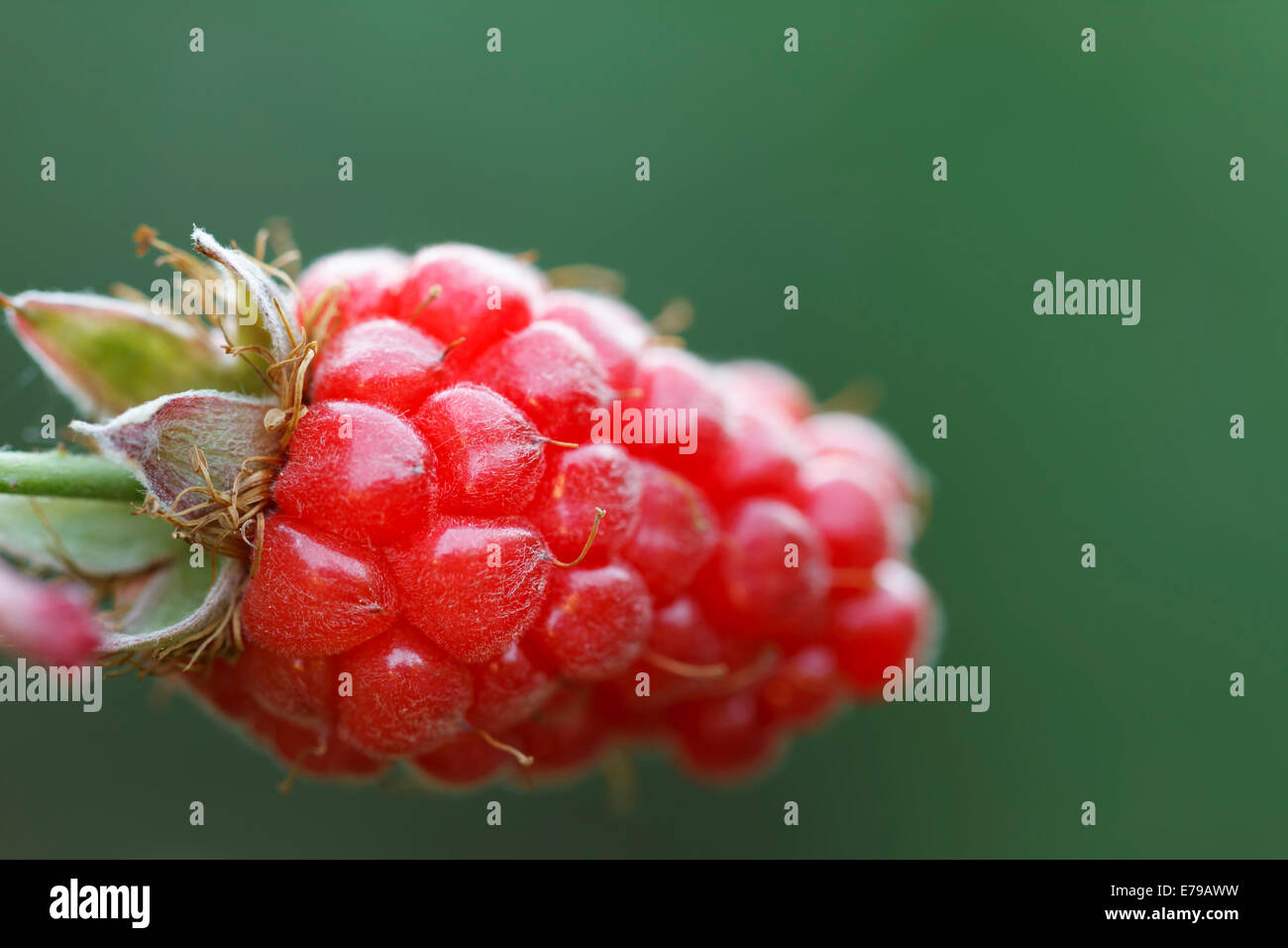 fruit modified mix of a blackberry and a raspberry Stock Photo - Alamy