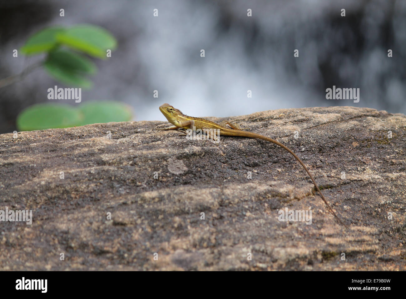 Chameleon on a rock in frond of the waterfall Stock Photo - Alamy