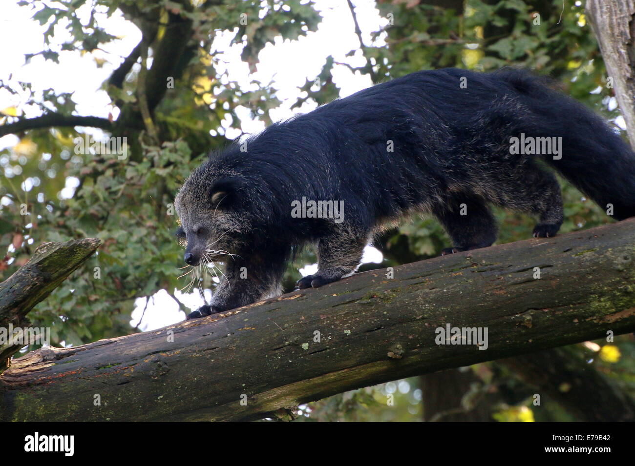 South-east Asian Binturong or bearcat ( Arctictis binturong Stock Photo ...