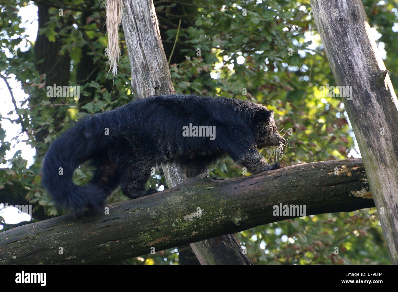 South-east Asian Binturong or bearcat ( Arctictis binturong Stock Photo ...