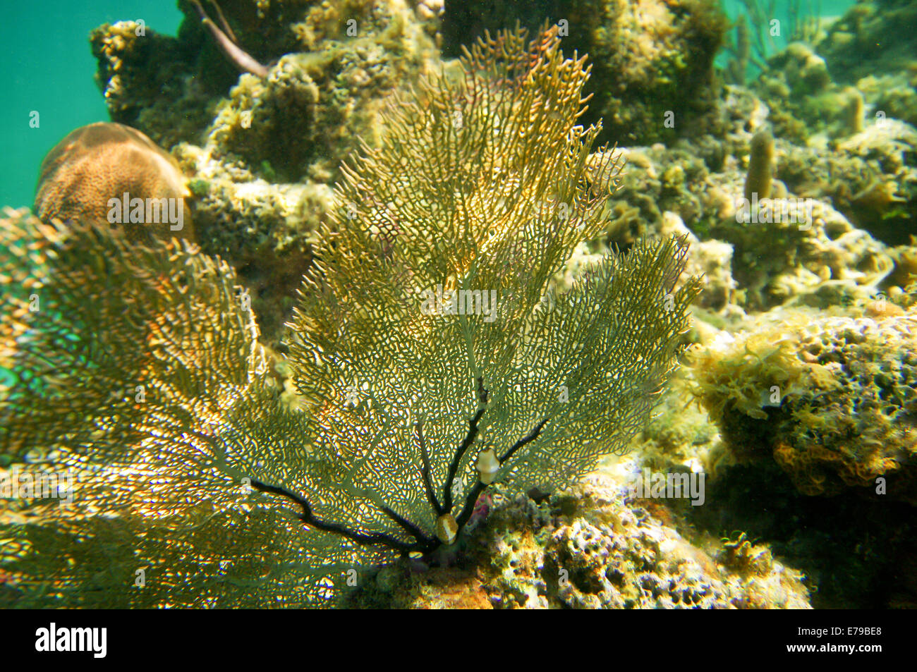 Snorkeling in Jibacoa, Cuba Stock Photo - Alamy