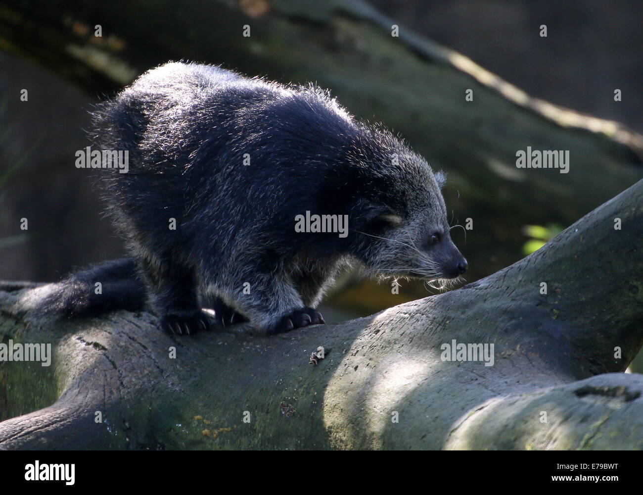 South-east Asian Binturong or bearcat ( Arctictis binturong Stock Photo ...