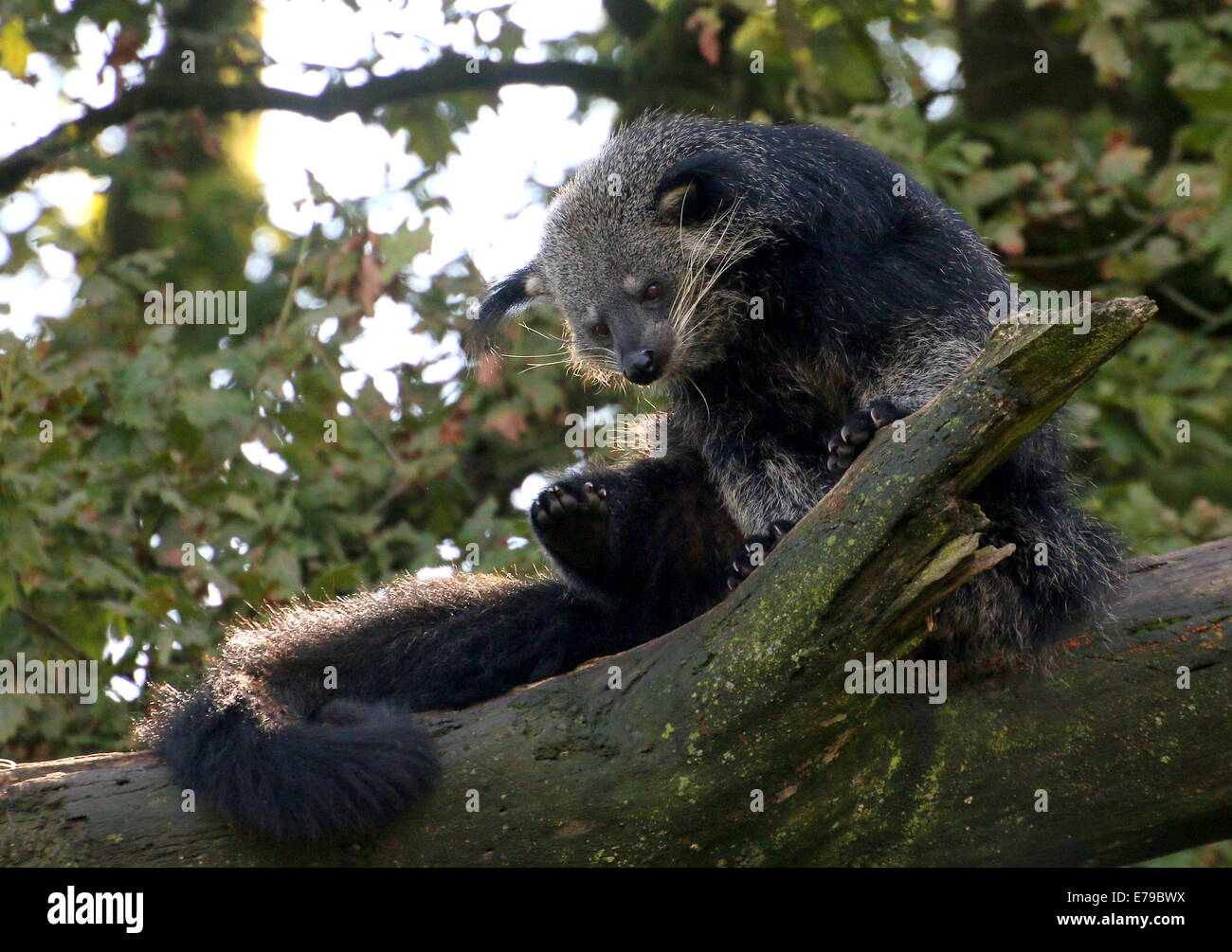 South-east Asian Binturong or bearcat ( Arctictis binturong Stock Photo ...