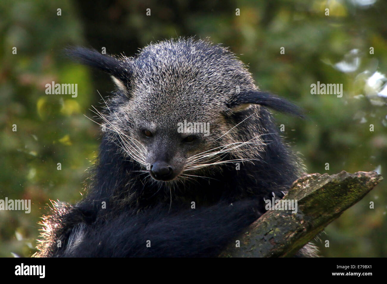 South-east Asian Binturong or bearcat ( Arctictis binturong Stock Photo ...