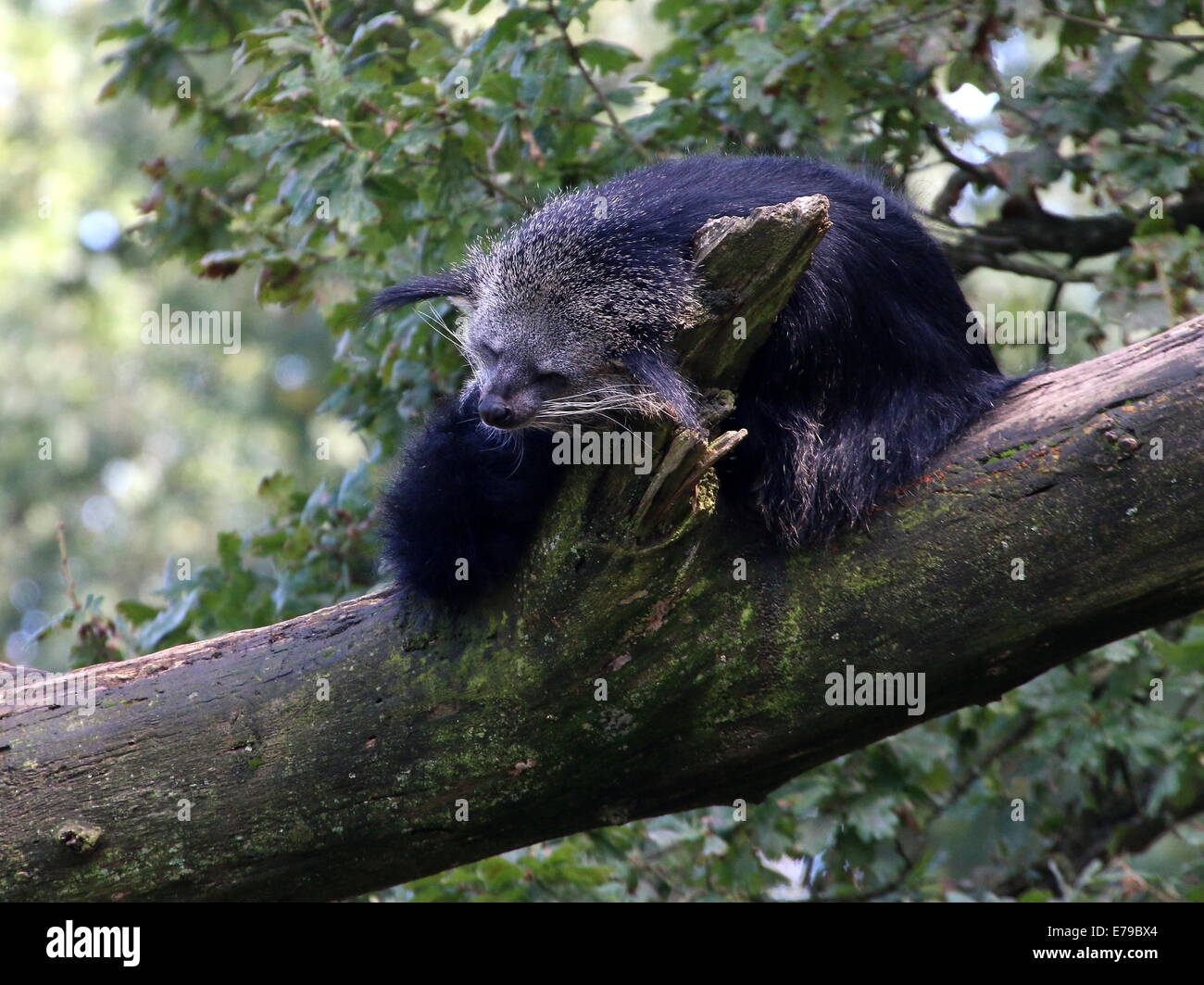 South-east Asian Binturong or bearcat ( Arctictis binturong Stock Photo ...
