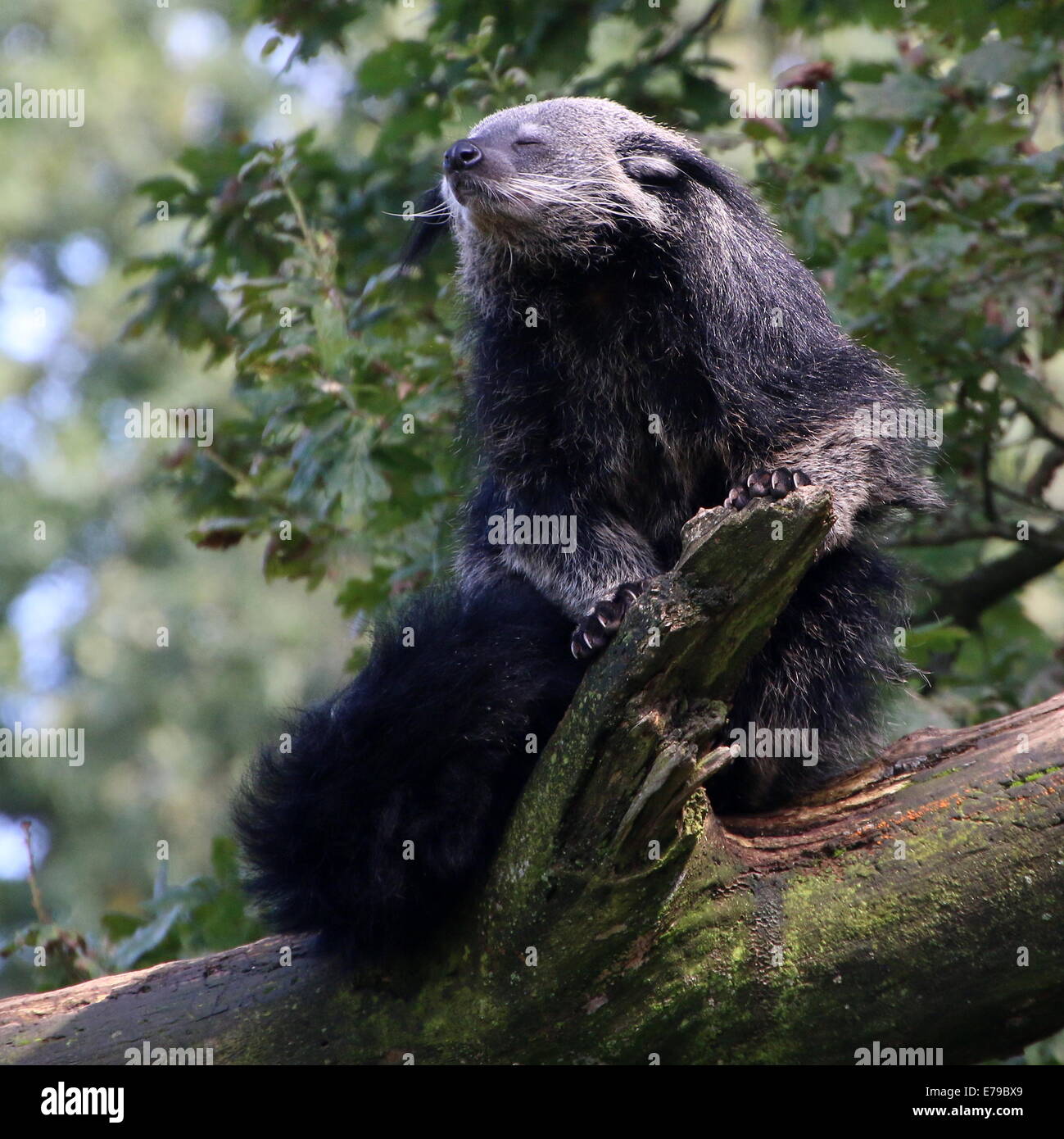 South-east Asian Binturong or bearcat ( Arctictis binturong) posing in ...