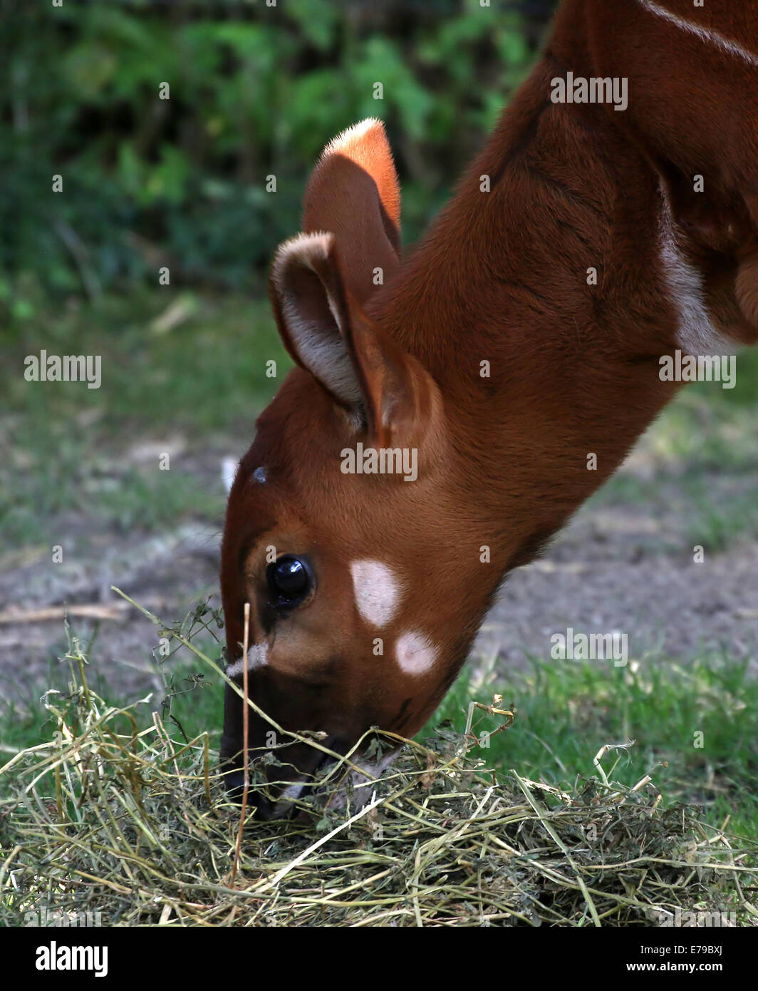 Female bongo hi-res stock photography and images - Alamy