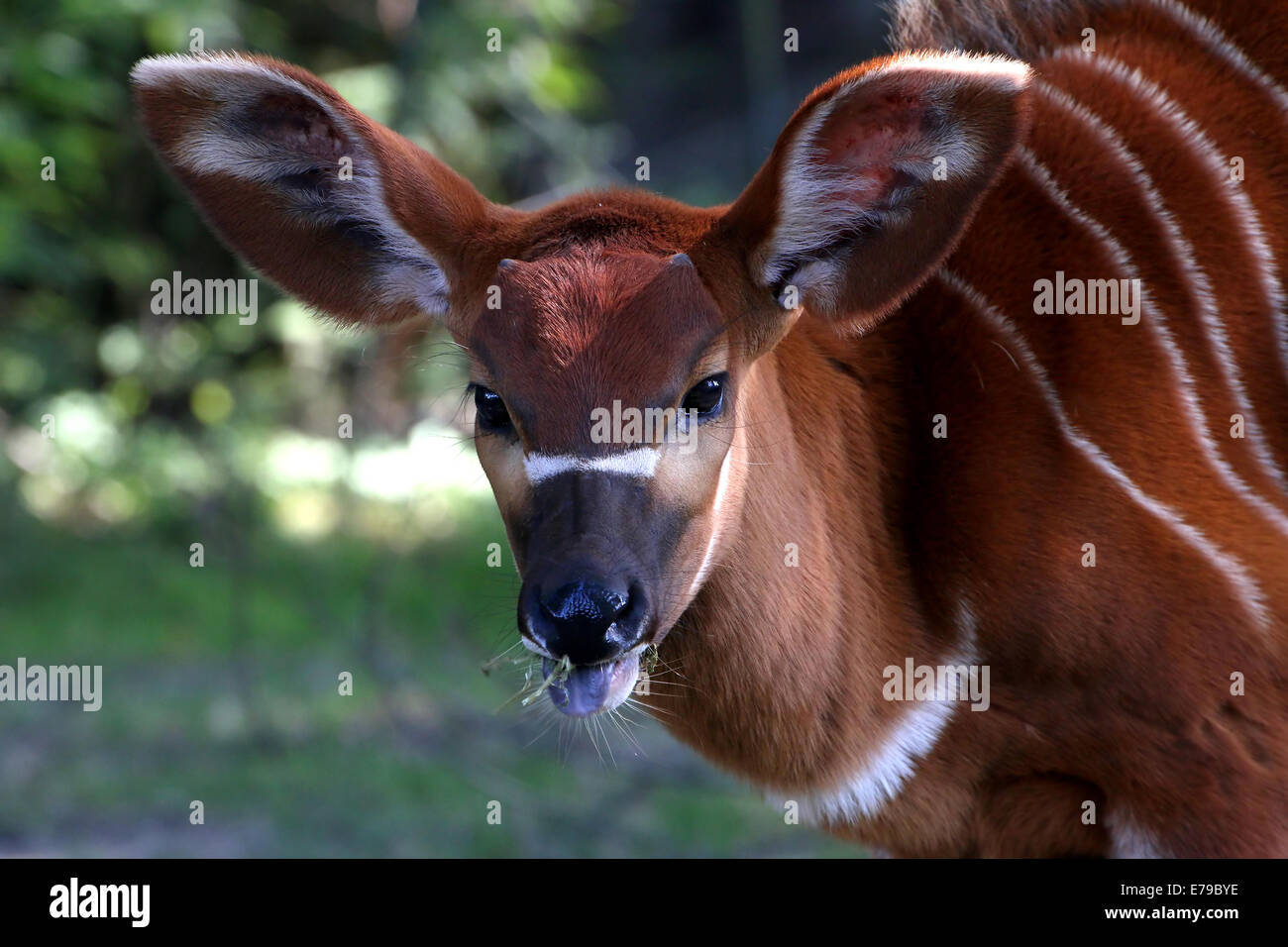Juvenile Bongo antelope (Tragelaphus eurycerus) close-up of the head ...