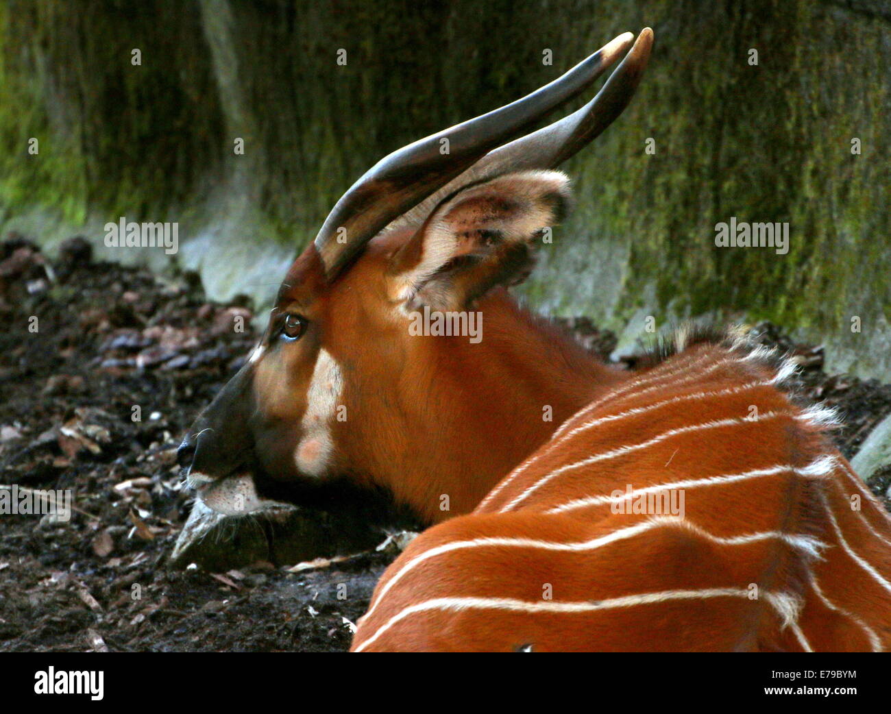 Boocercus hi-res stock photography and images - Alamy