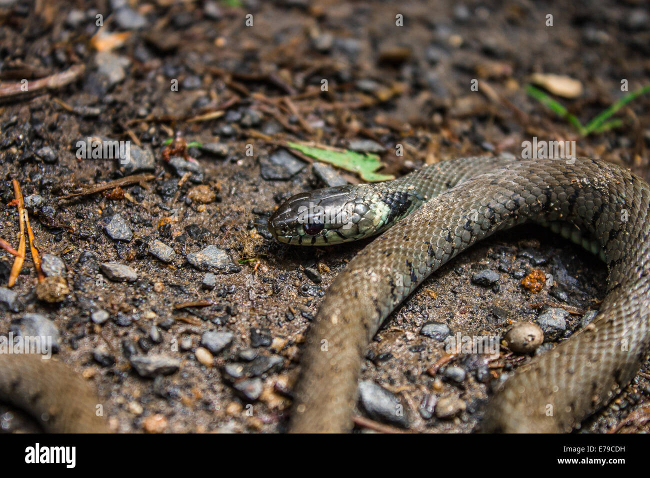 Grass snake, Natrix Natrix Stock Photo - Alamy