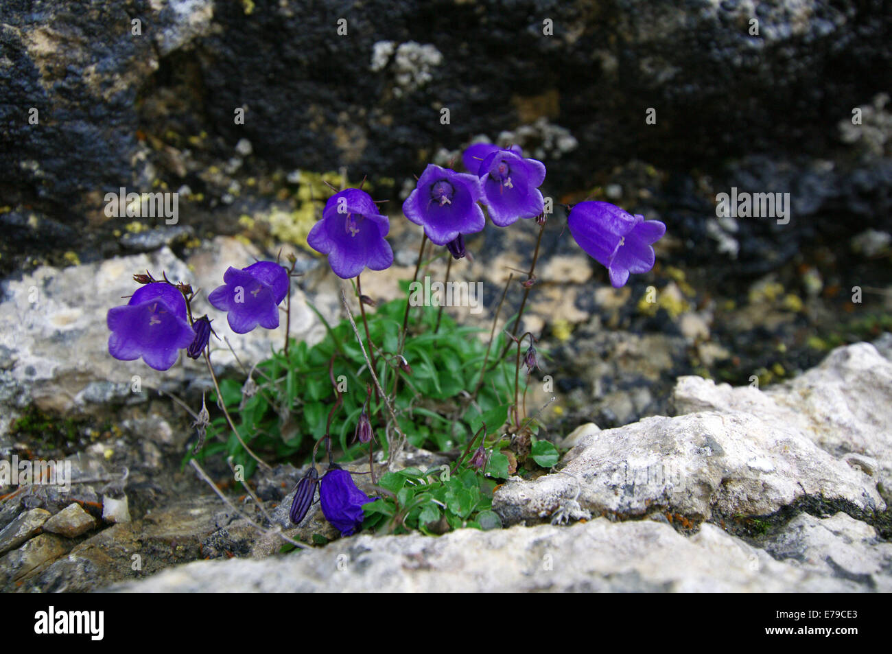 Pretty alpine plant hi-res stock photography and images - Alamy