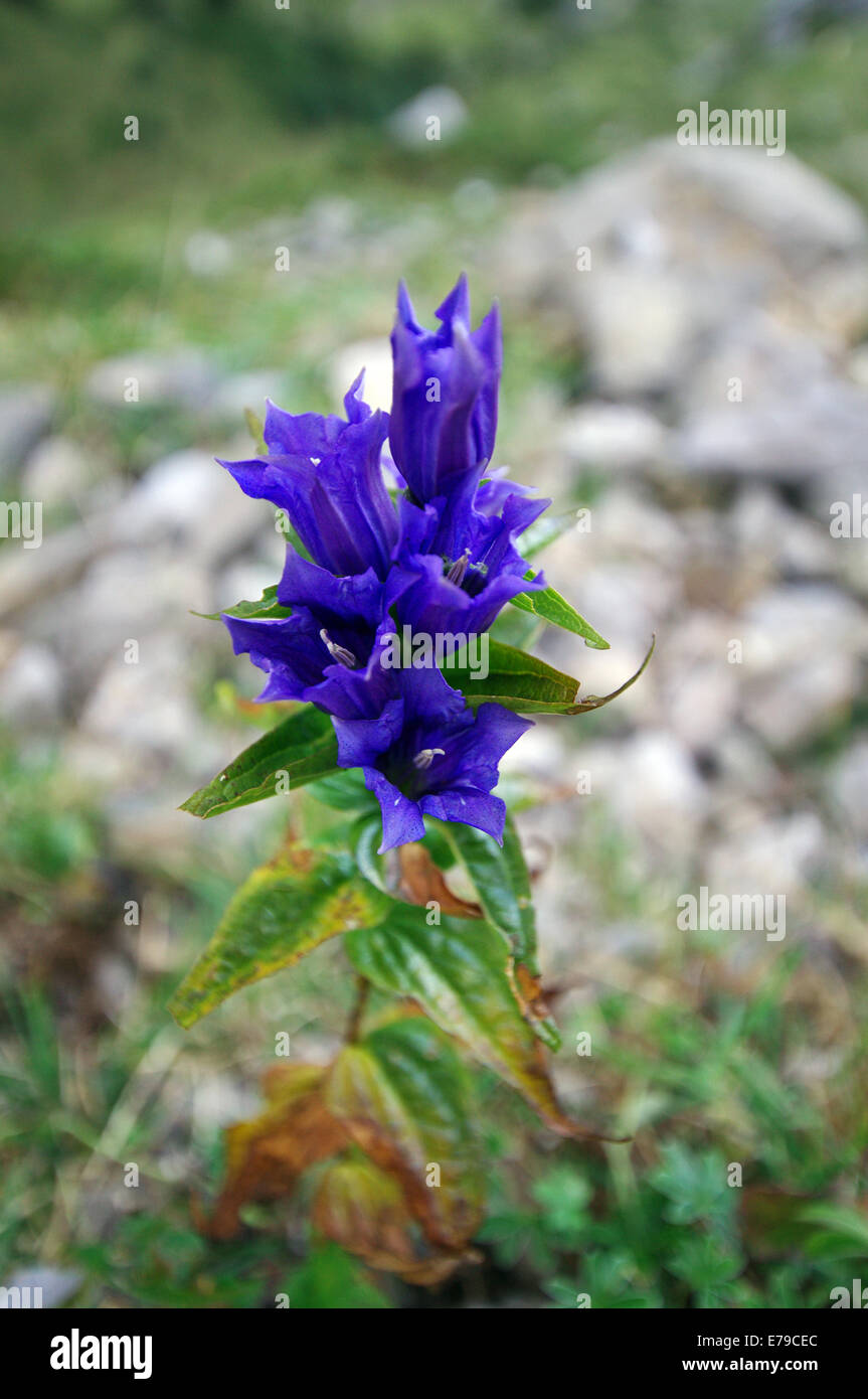Swiss flowers hi-res stock photography and images - Alamy