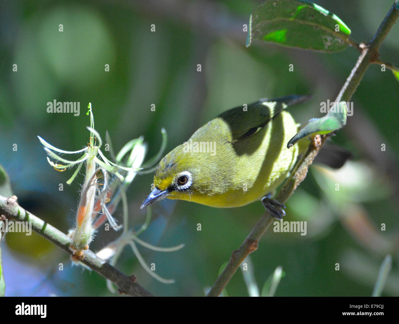 Twitching eye hi-res stock photography and images - Alamy
