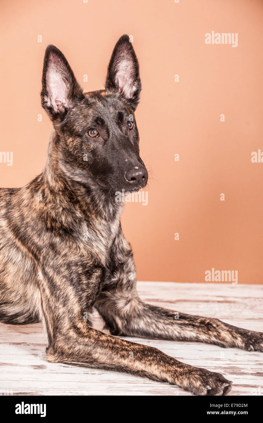 Lying Hollandse Herdershond or Dutch Shepherd Dog Stock Photo - Alamy