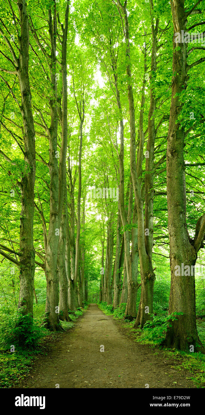 Forest lined trees hi-res stock photography and images - Alamy