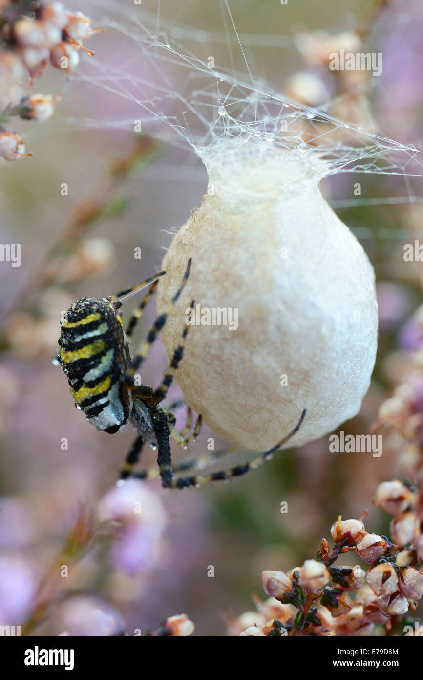 Wasp Spider or Orb-weaving Spider (Argiope bruennichi), spinning a ...