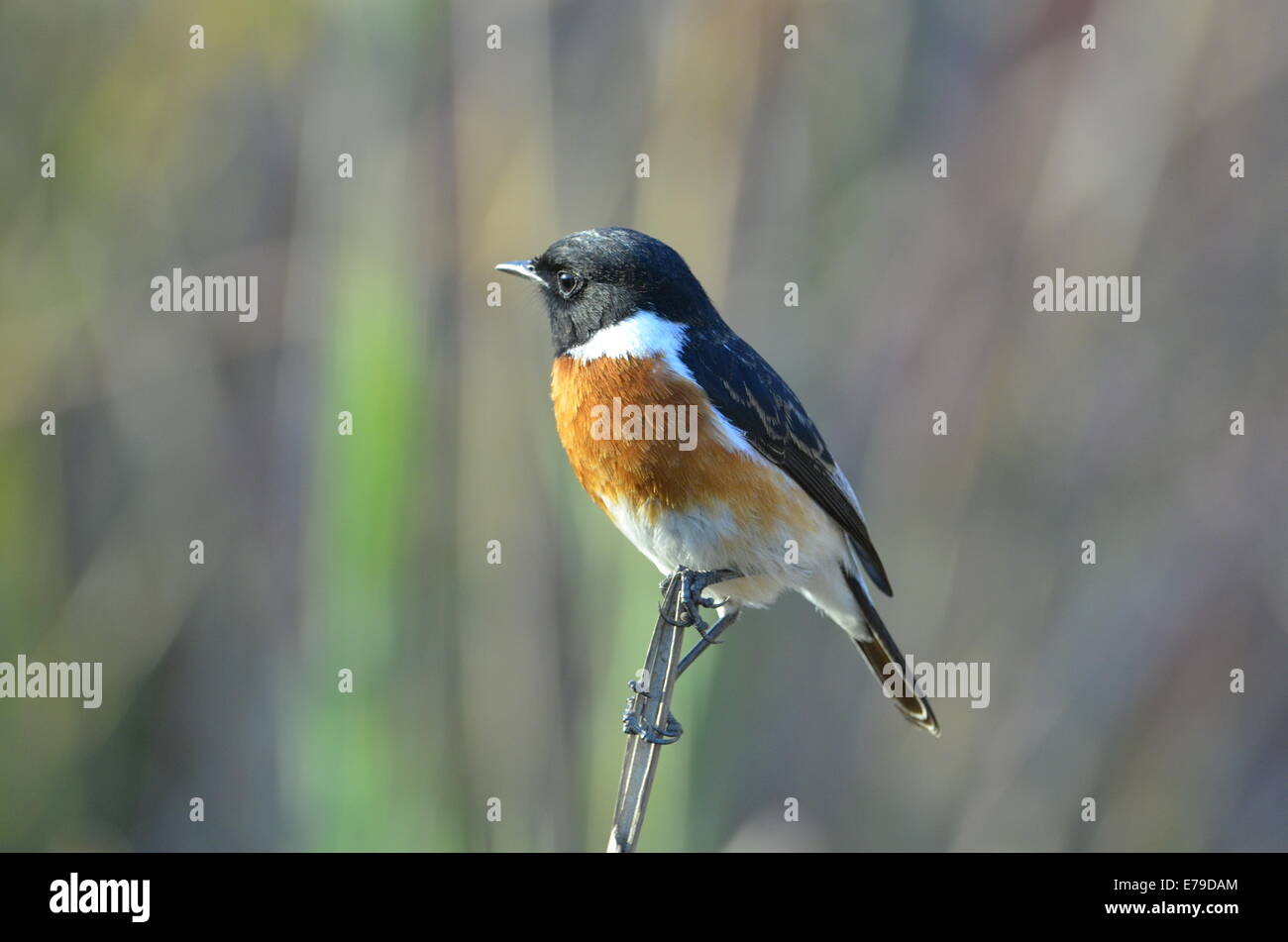 Stone chat bird perching on reed in Kruger Park, South Africa Stock ...