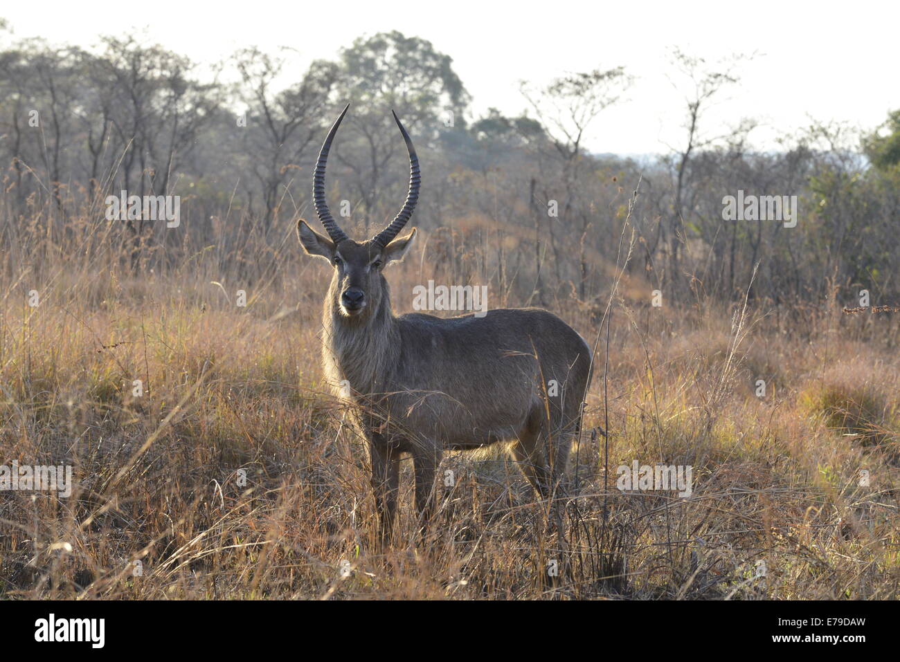 Waterbuck bull in dry winter grass, Kruger National Park, South Africa ...