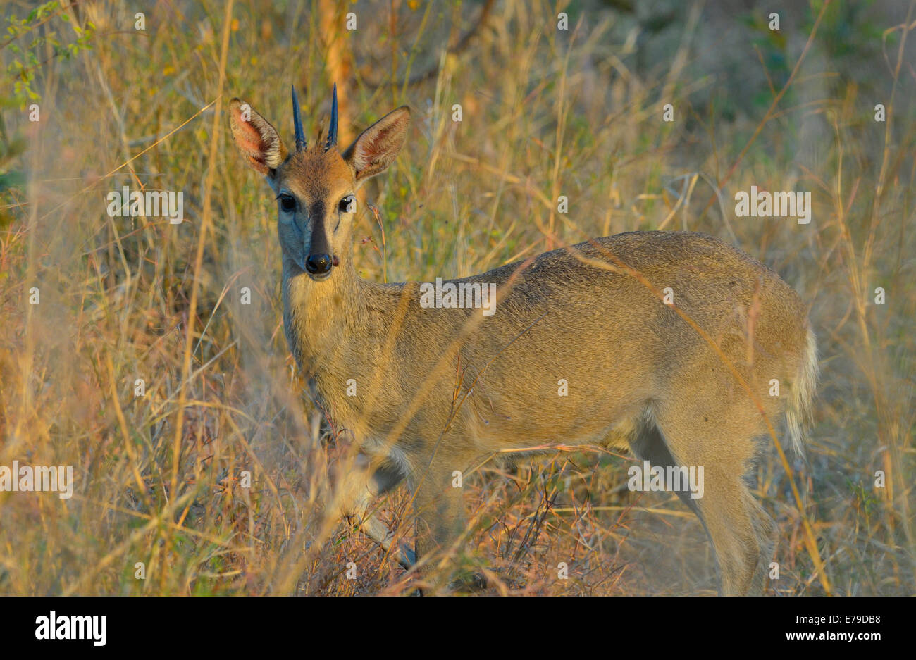 Cephalophinae hi-res stock photography and images - Alamy