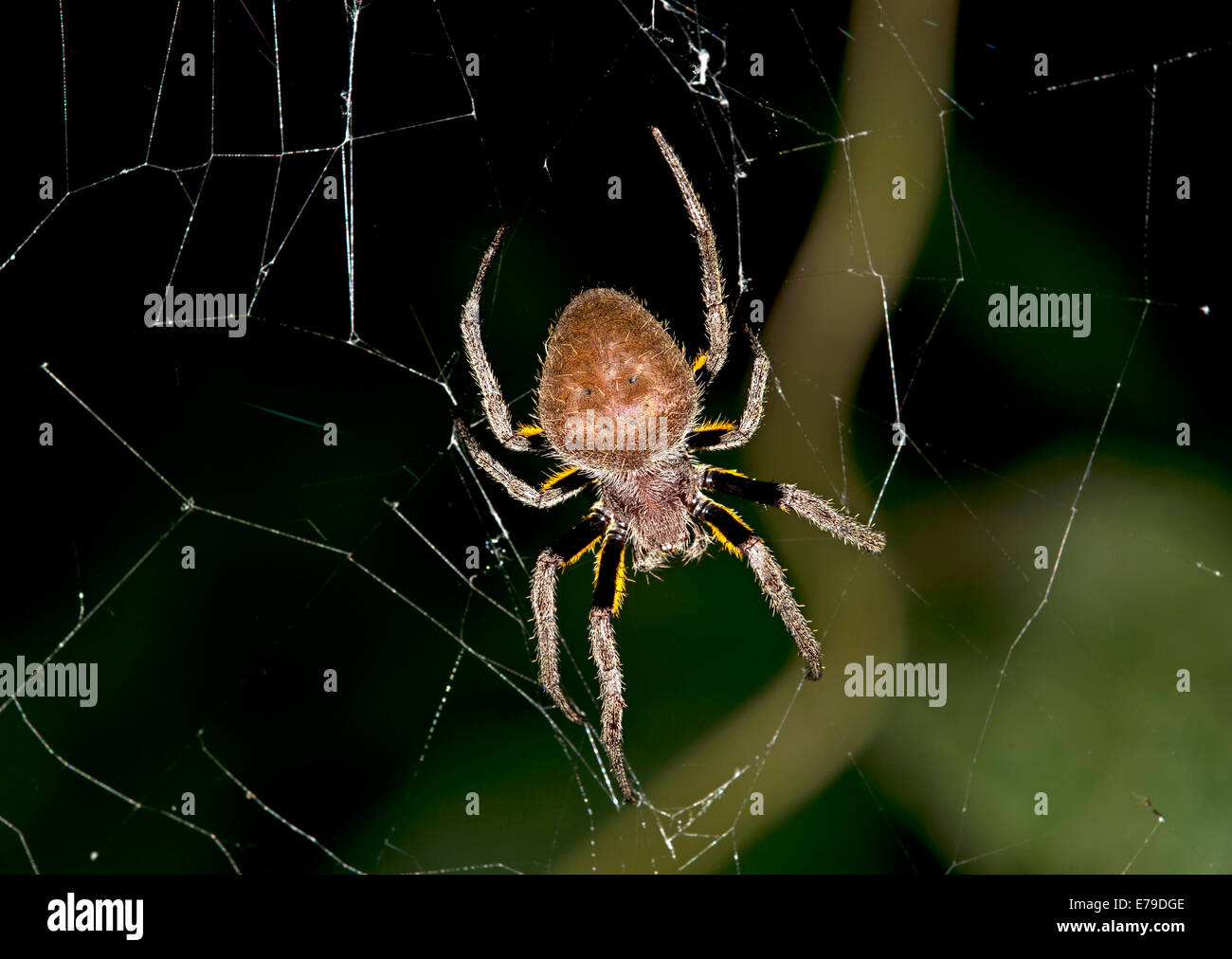 Eriophora ravilla macro hi-res stock photography and images - Alamy