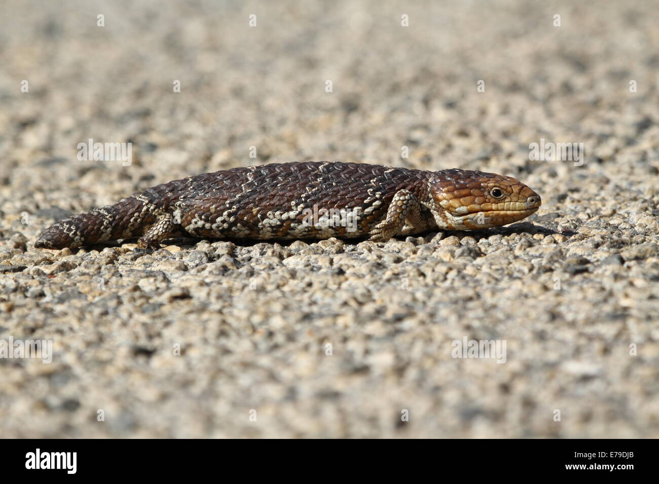 A Lizard On The Road High Resolution Stock Photography and Images - Alamy