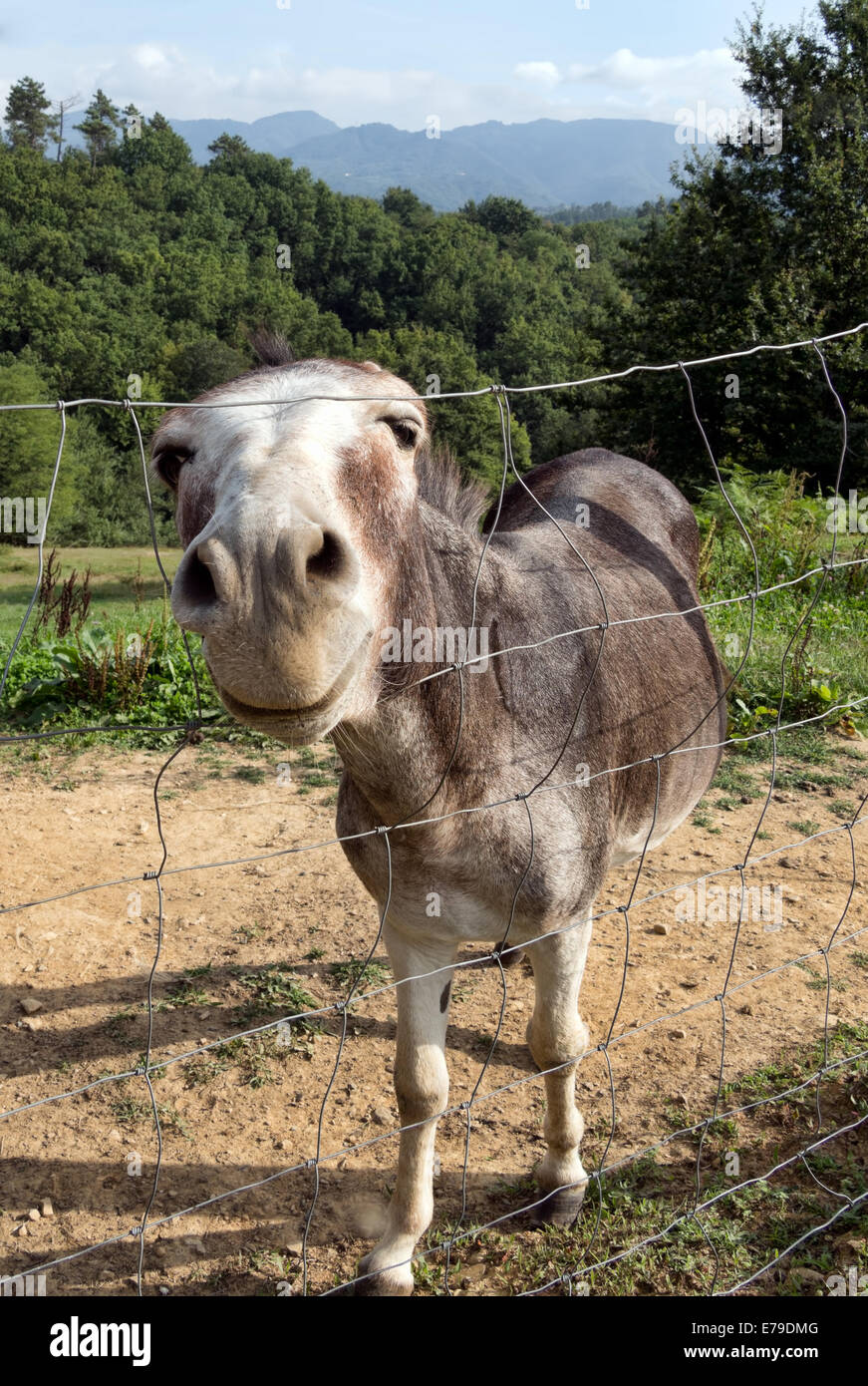 Happy donkey with big smile it seems! Stock Photo - Alamy
