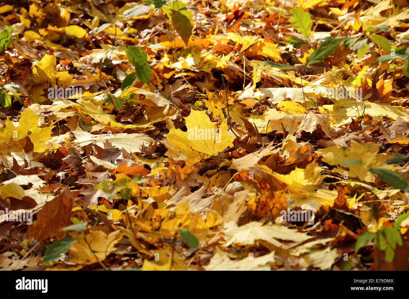 Autumn floor of the fallen leaves Stock Photo - Alamy