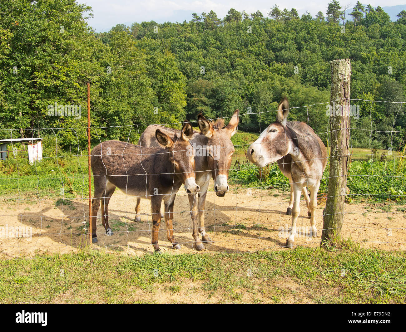 Donkeys field hi-res stock photography and images - Alamy