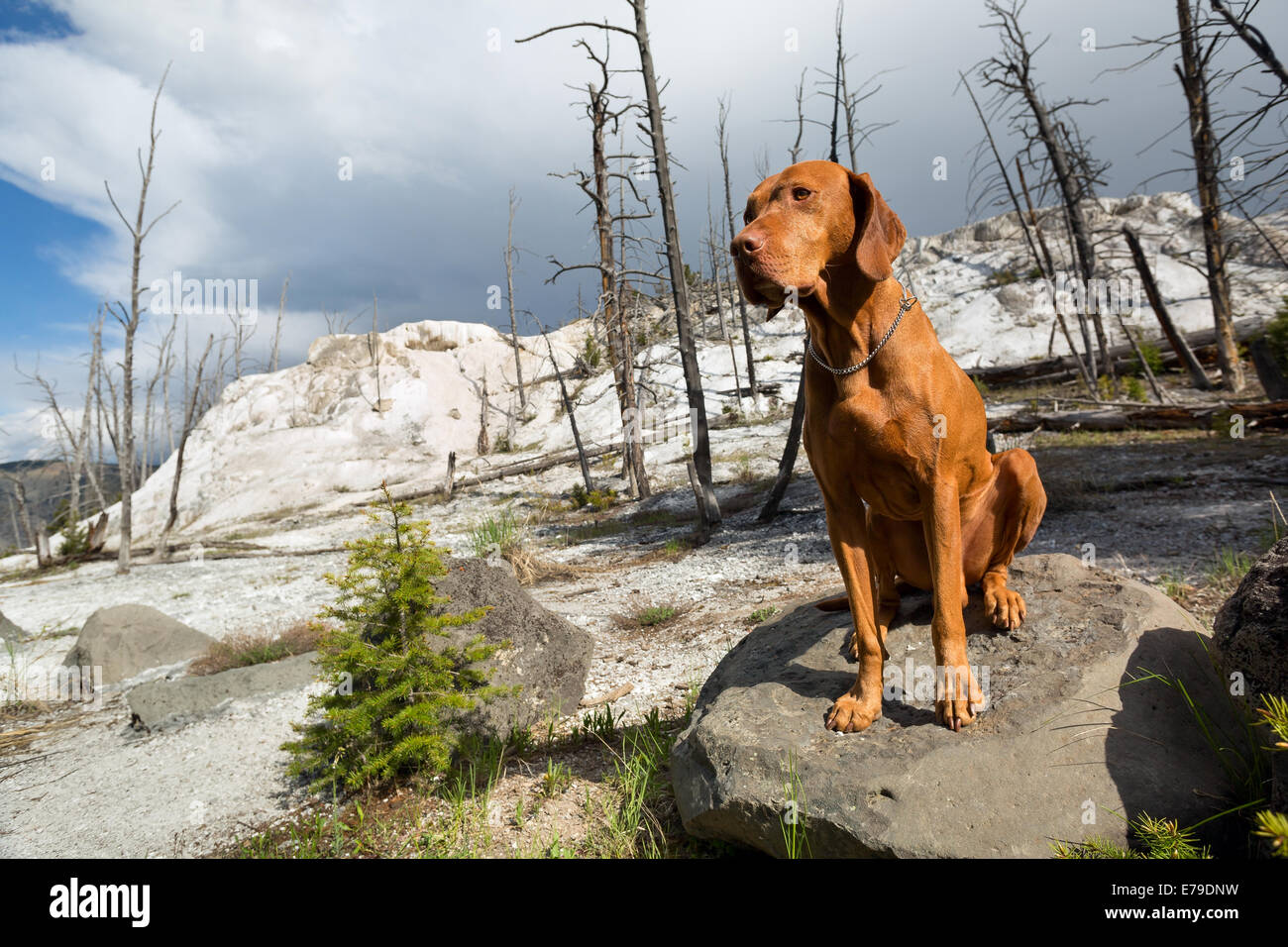 golden color pure breed Hungarian vizsla sitting obediently in a post ...