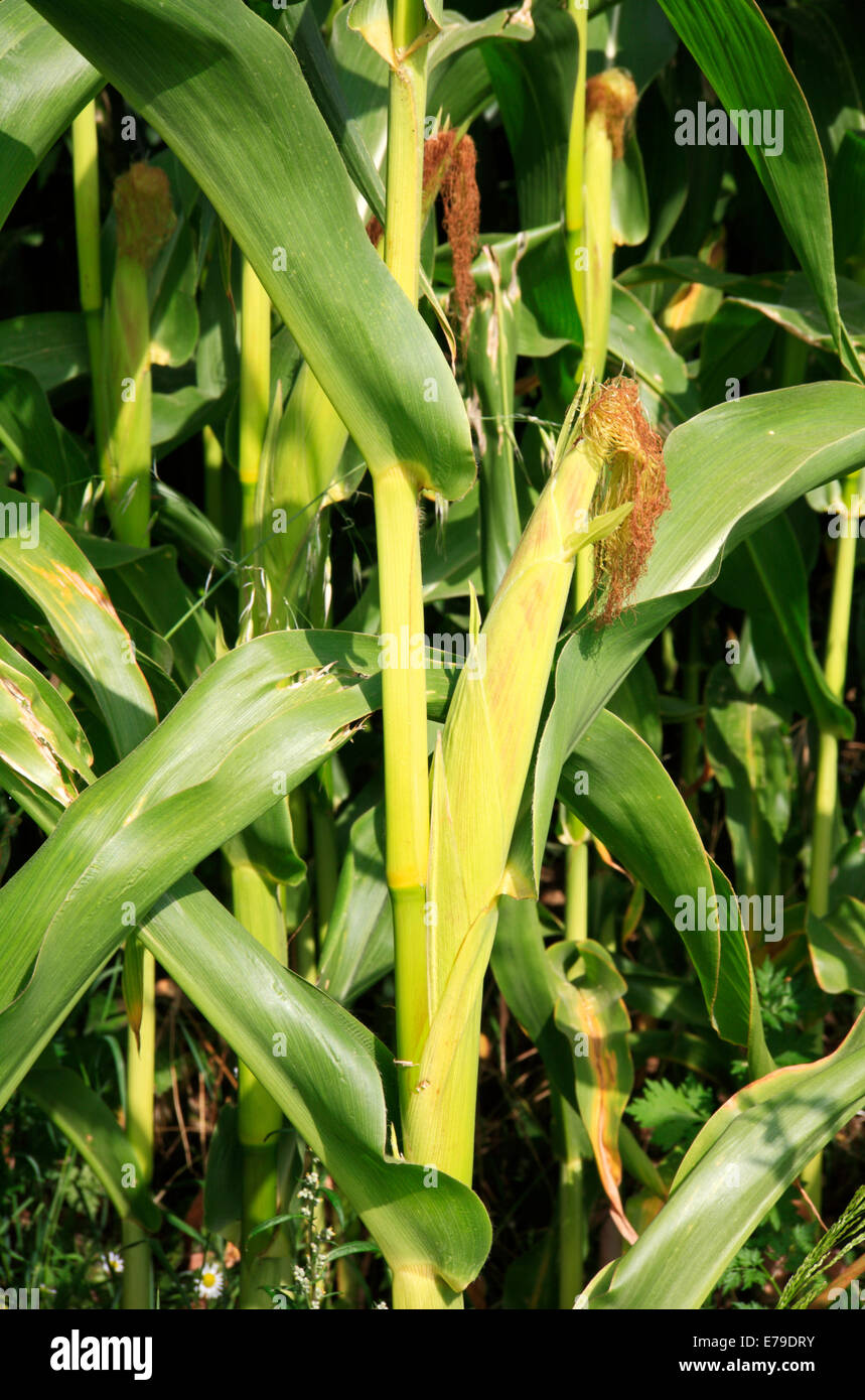 A close-up of a stem and ear of sweet corn on a farm in Norfolk ...