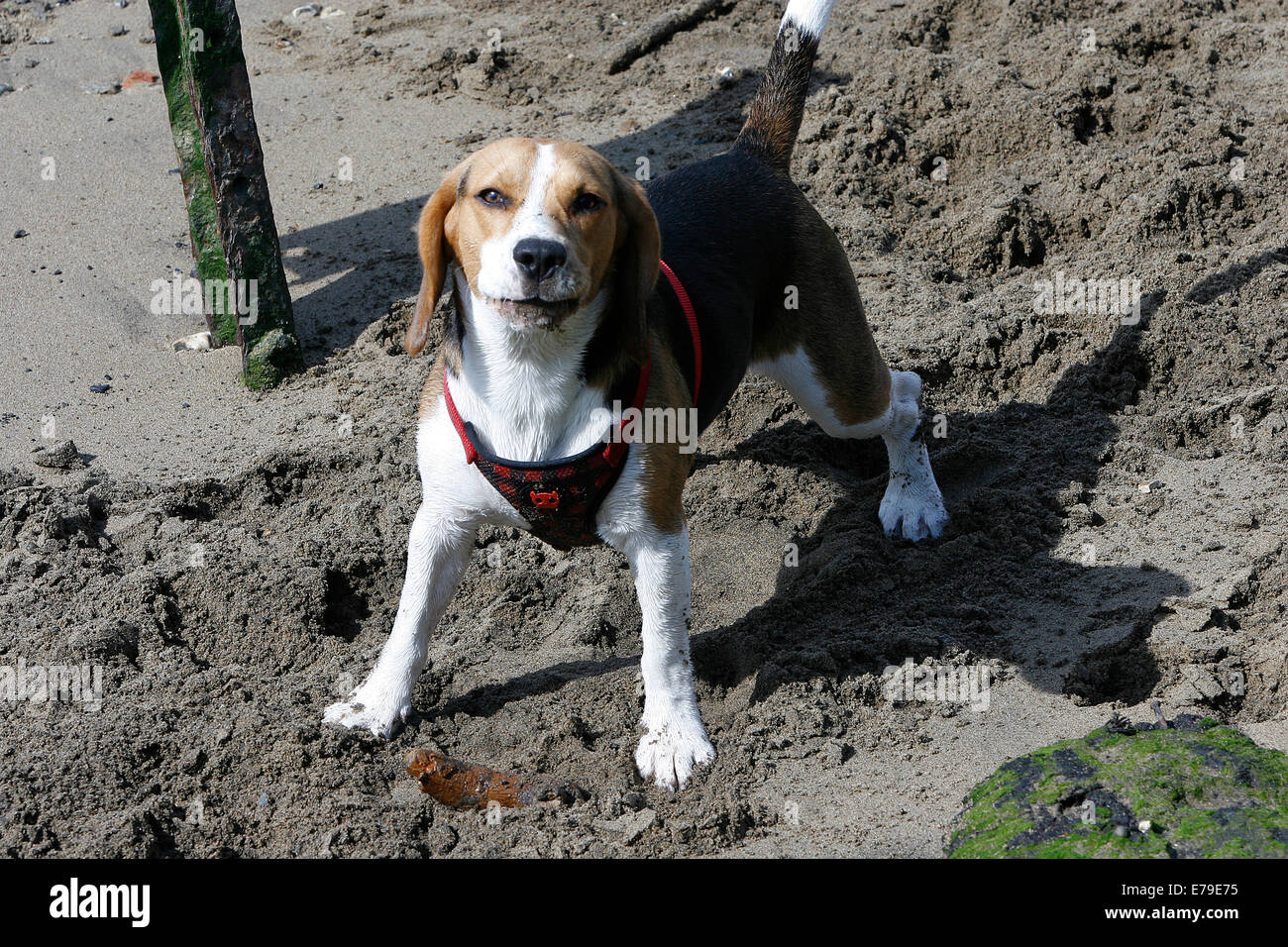 Beagle dog baying on the shore of the River Thames Stock Photo - Alamy