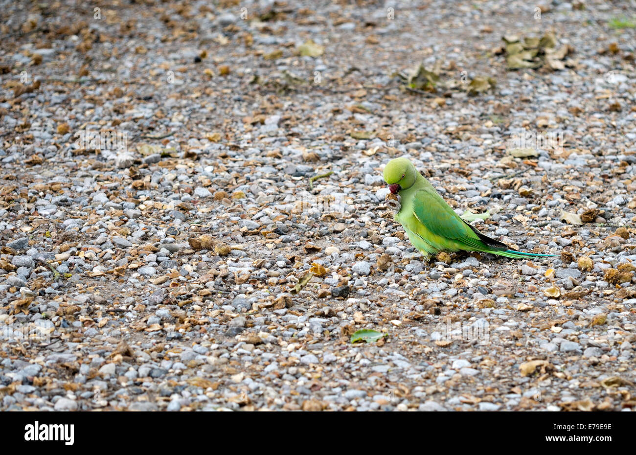 Rose ringed parakeets eating hi-res stock photography and images - Alamy