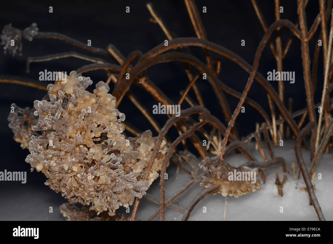 Glass encapsulated hi-res stock photography and images - Alamy