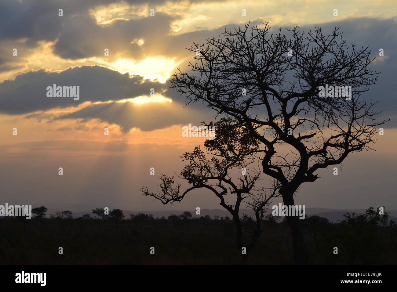 Marula tree hi-res stock photography and images - Alamy
