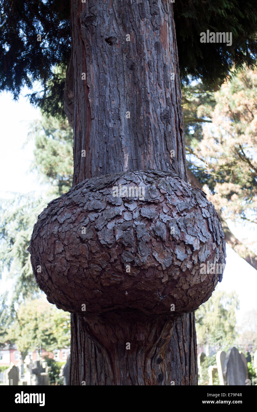Tree Burr High Resolution Stock Photography and Images - Alamy