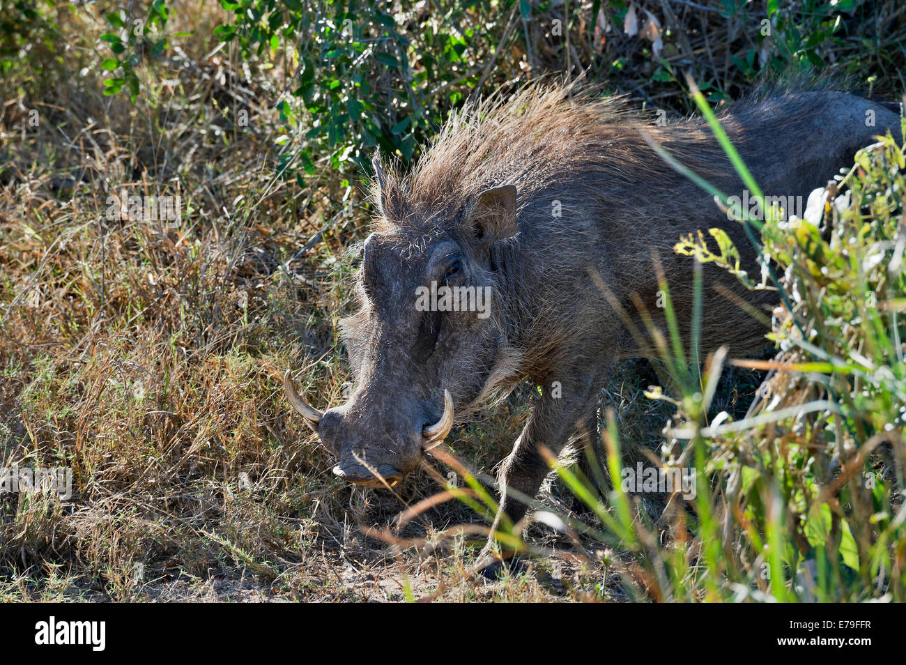 Wild warthog pigs savanna hi-res stock photography and images - Alamy