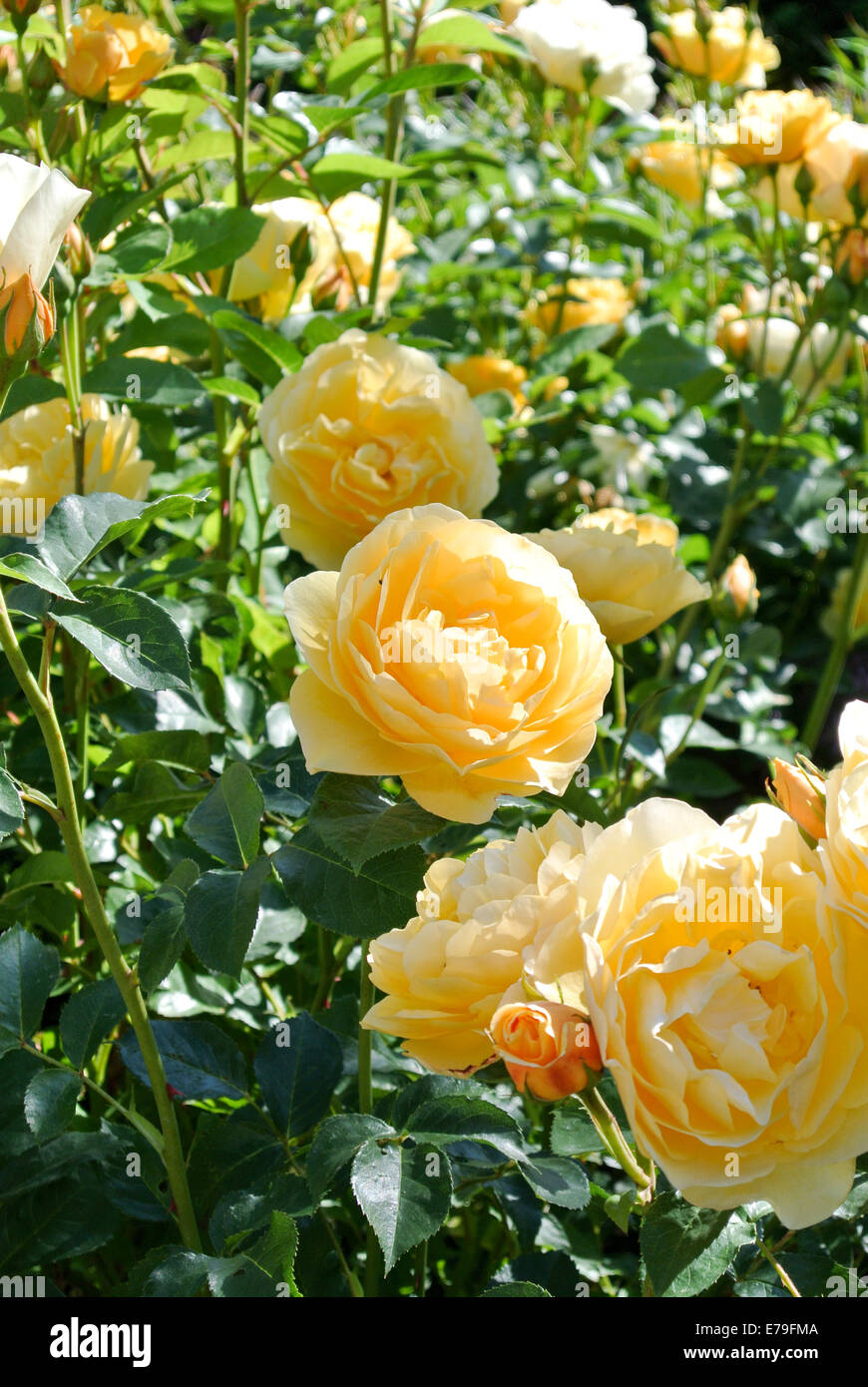 Rosa Charlotte "Auspoly Stock Photo - Alamy