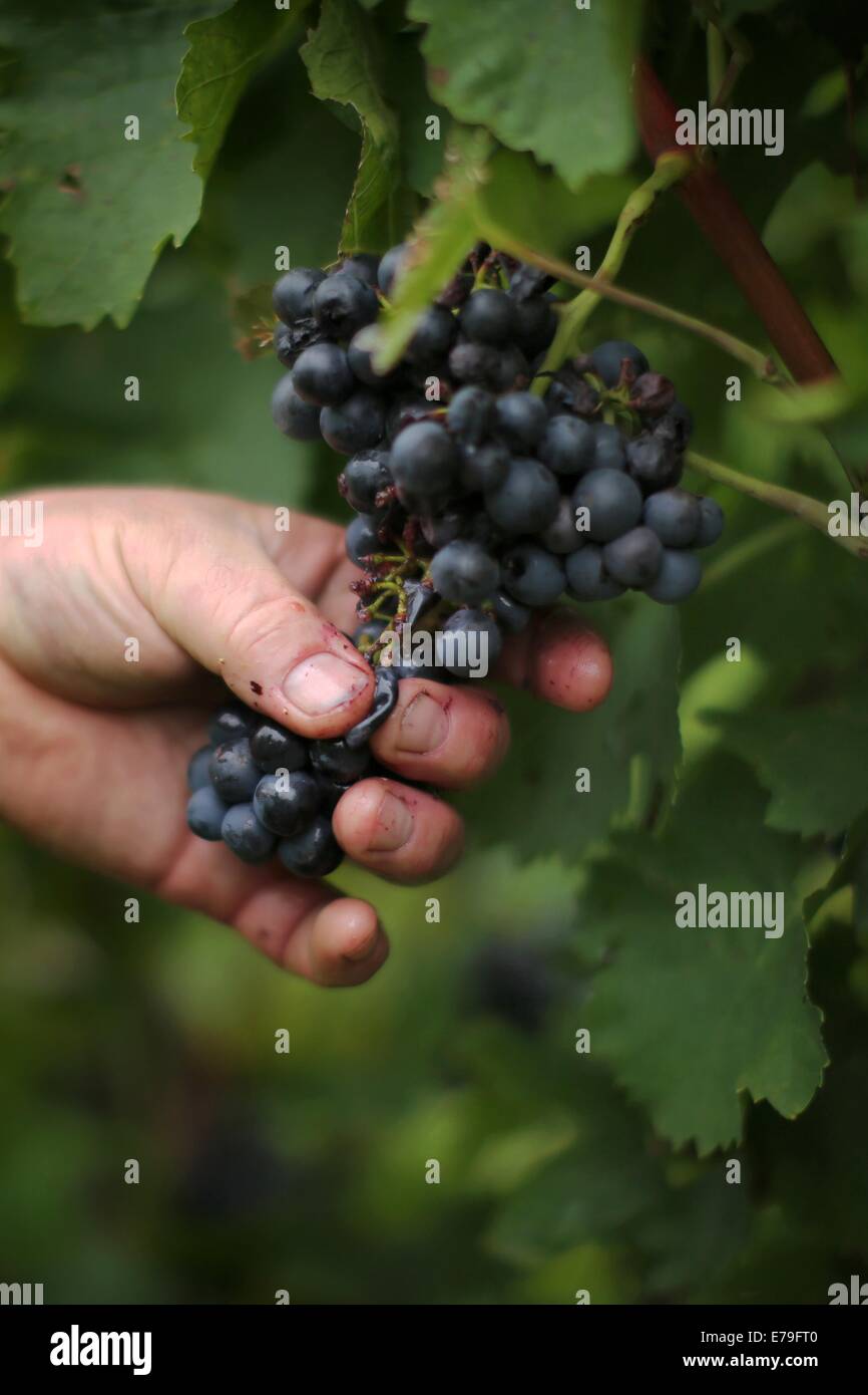 Portuguese insects hi-res stock photography and images - Alamy