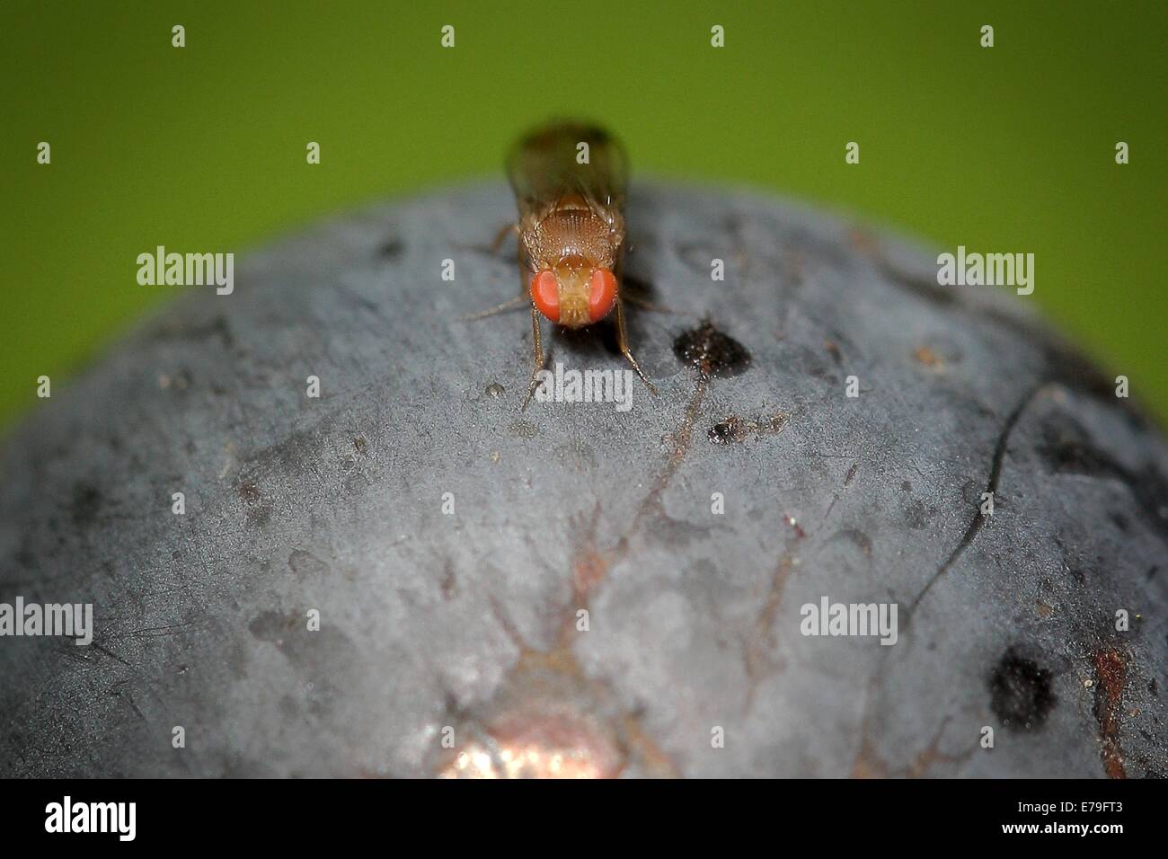 Portuguese insects hi-res stock photography and images - Alamy