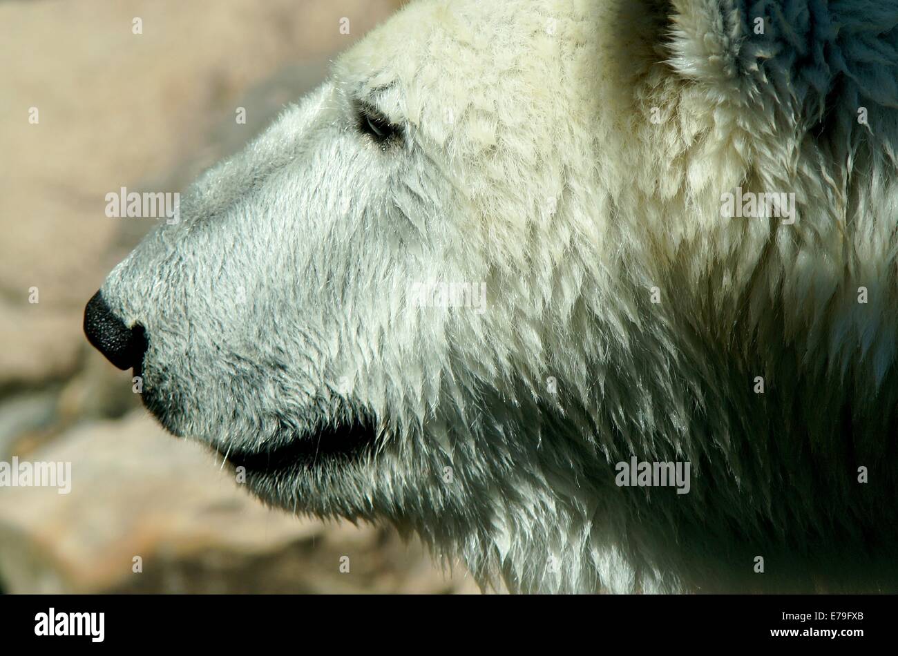 Polar - Ice bear. The great white animal Stock Photo - Alamy
