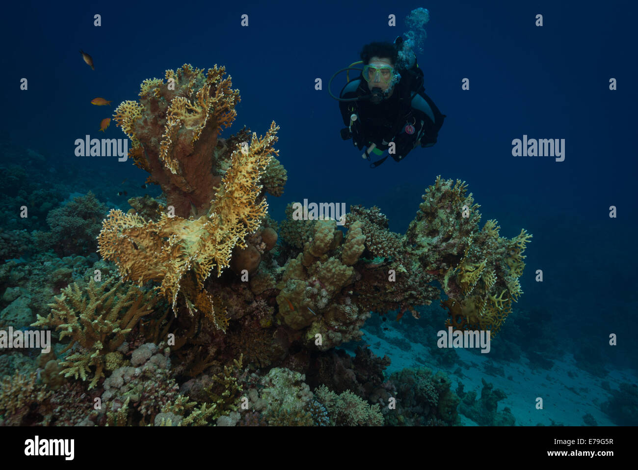 Woman diver on Kuta Marsa Alam reef, Red Sea, Egypt Stock Photo - Alamy