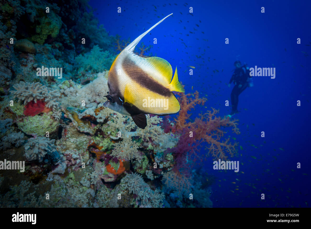 Diver watches Red Sea Bannerfish on the Soraya dive site, Red Sea ...