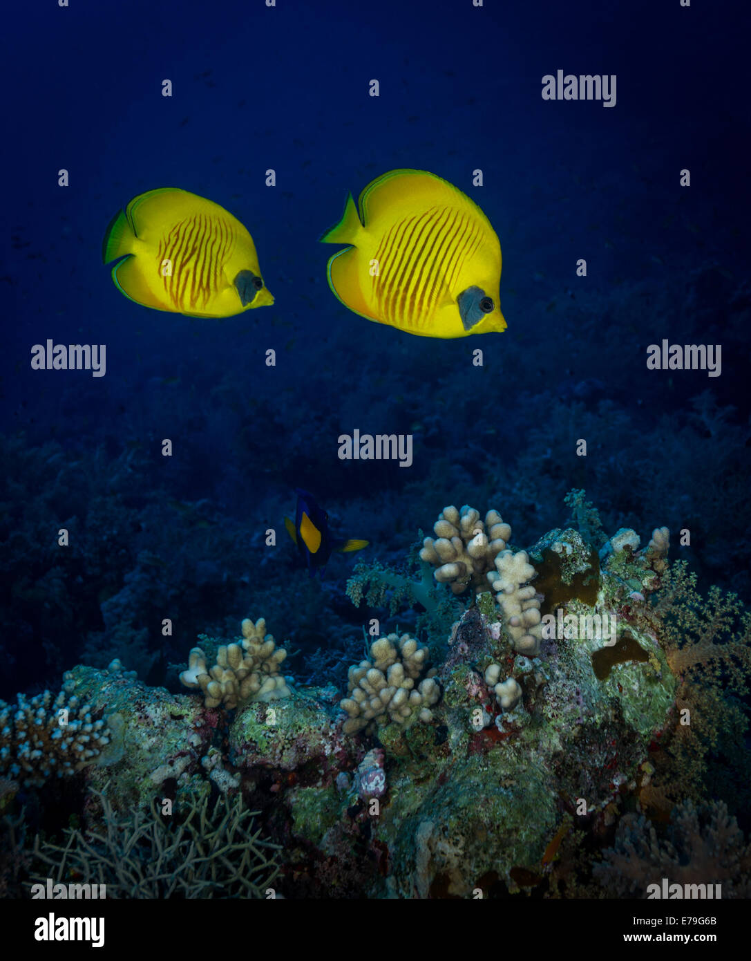 Masked Butterflyfish (Chaetodon semilarvatus) swim together on Fury ...