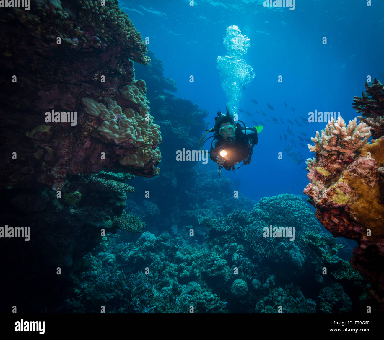 Diver explores the Malahi dive site, Fury Shoals, Red Sea, Egypt Stock ...