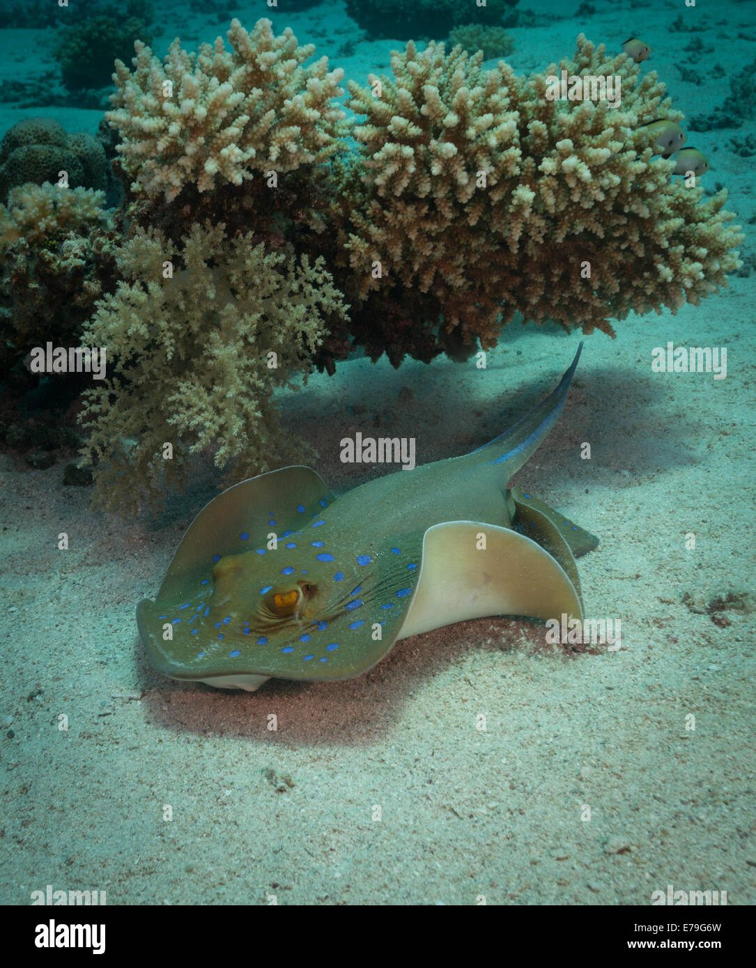 Rajiformes rays red sea reef sea southern stony corals hi-res stock ...