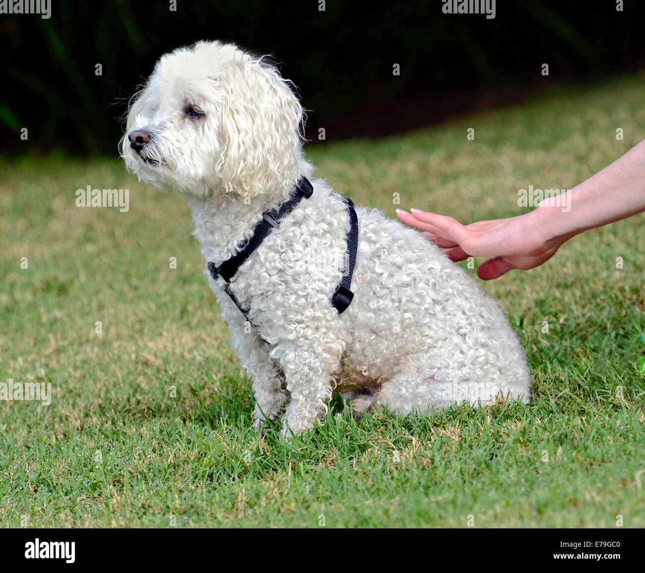 Poodle sitting hi-res stock photography and images - Alamy